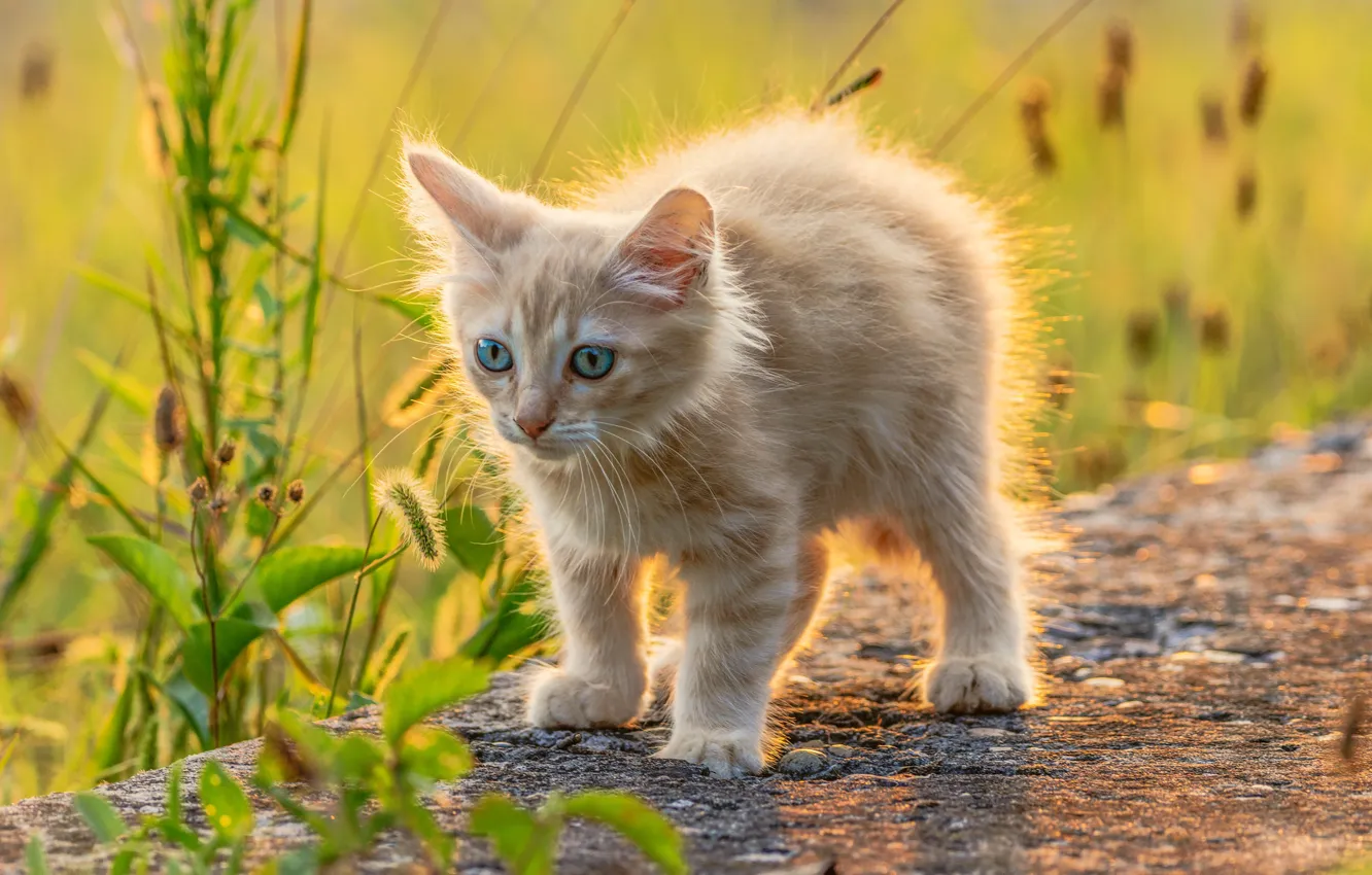 Wallpaper baby, red, kitty for mobile and desktop, section кошки ...