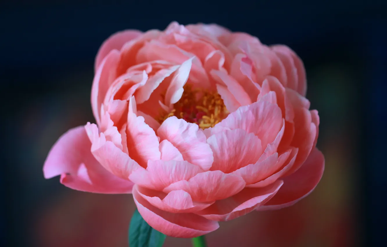 Wallpaper flower, nature, peonies for mobile and desktop, section цветы ...