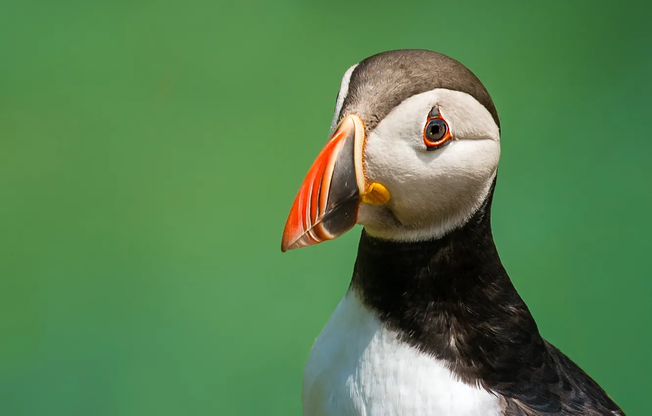 Wallpaper look, bird, portrait, stalled, green background for mobile ...