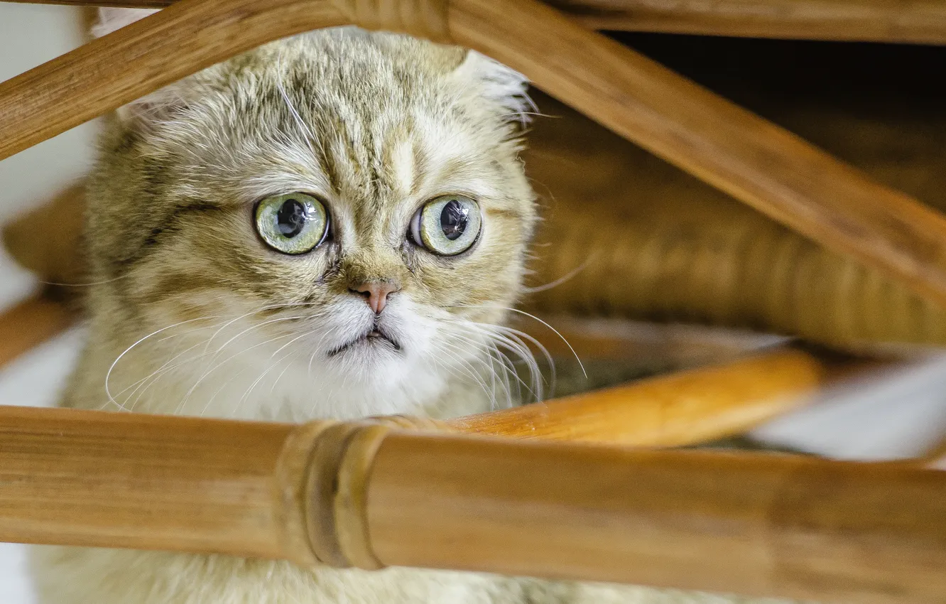 Wallpaper cat, look, Koshak, Shorthair images for desktop, section ...