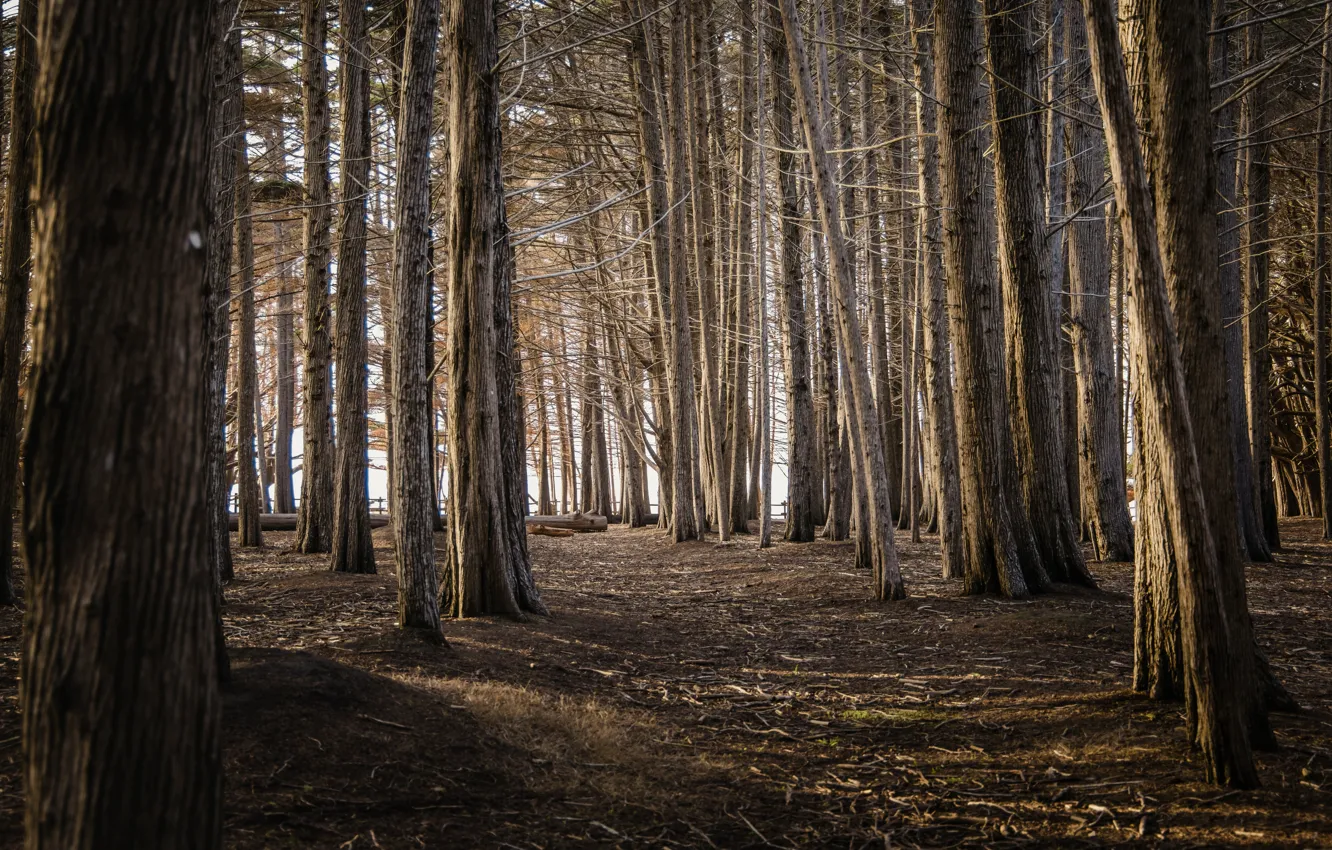 Wallpaper graphics, landscape, wood, natural, woodland for mobile and ...