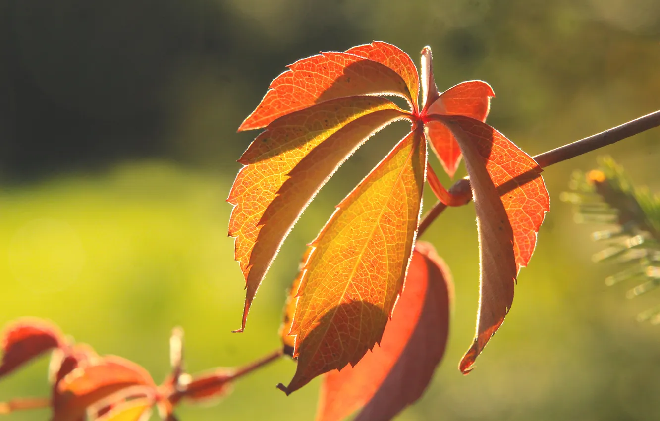 Wallpaper autumn, leafs, fall for mobile and desktop, section природа ...