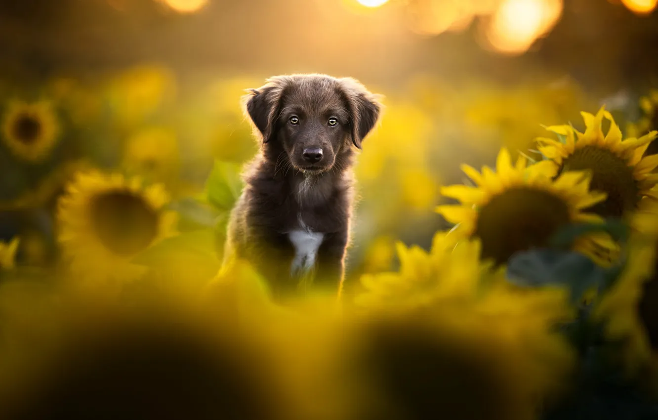 Wallpaper Field Summer Look Light Sunflowers Flowers Nature Pose
