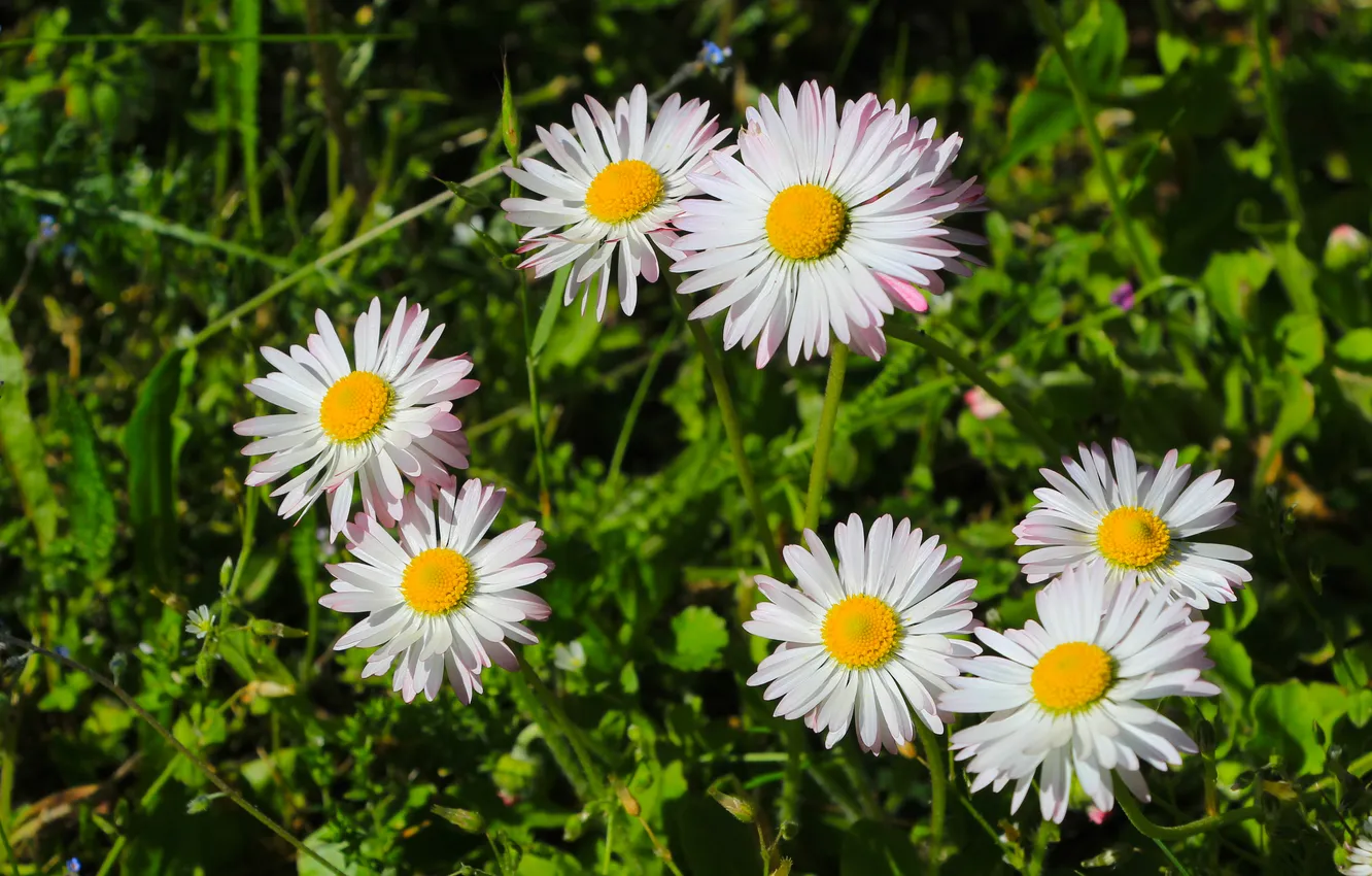 Wallpaper flower, spring, daisy for mobile and desktop, section природа ...