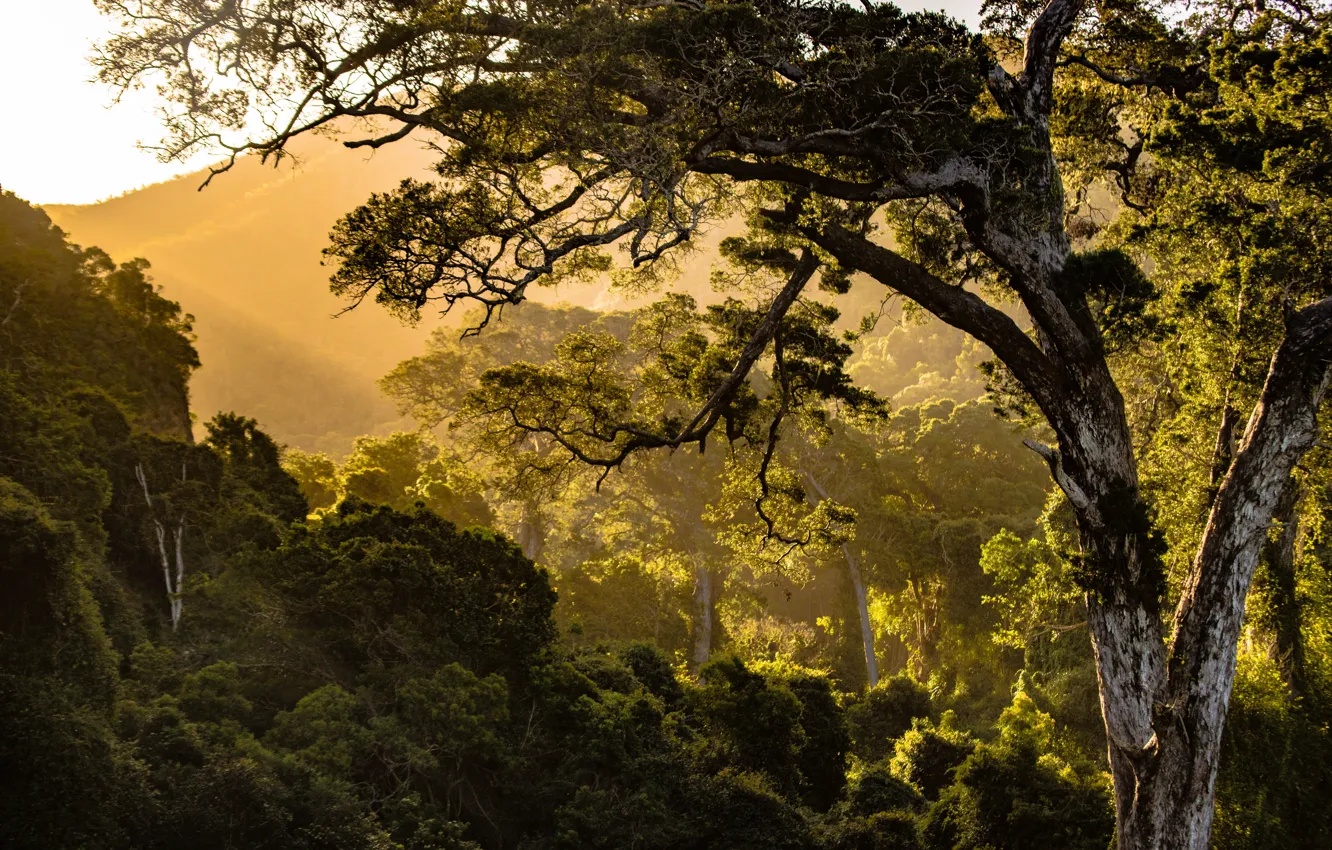 Wallpaper forest, the sun, trees, mountains, nature, Africa for mobile ...