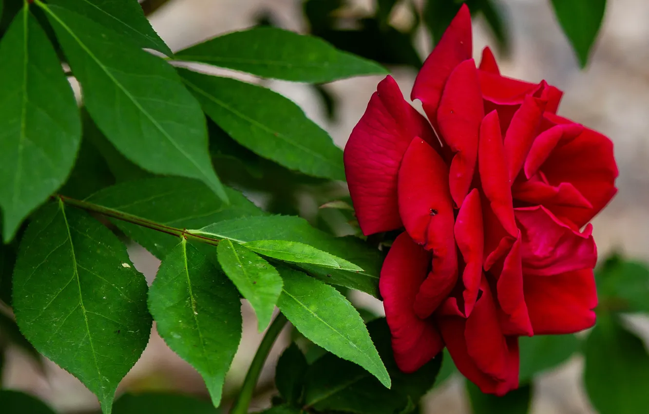 Wallpaper red, roses, stem for mobile and desktop, section цветы ...