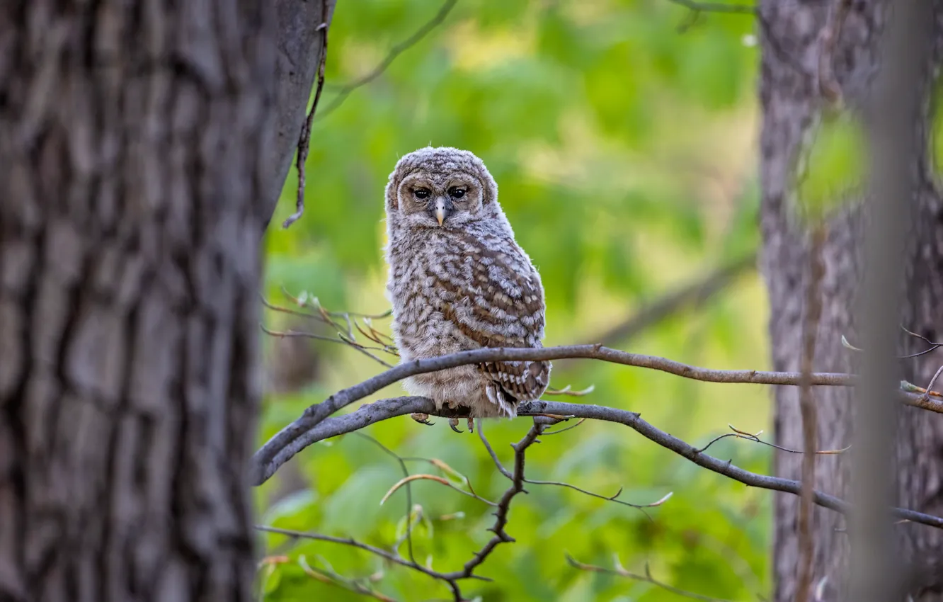 Wallpaper nature, owl, bird for mobile and desktop, section животные ...