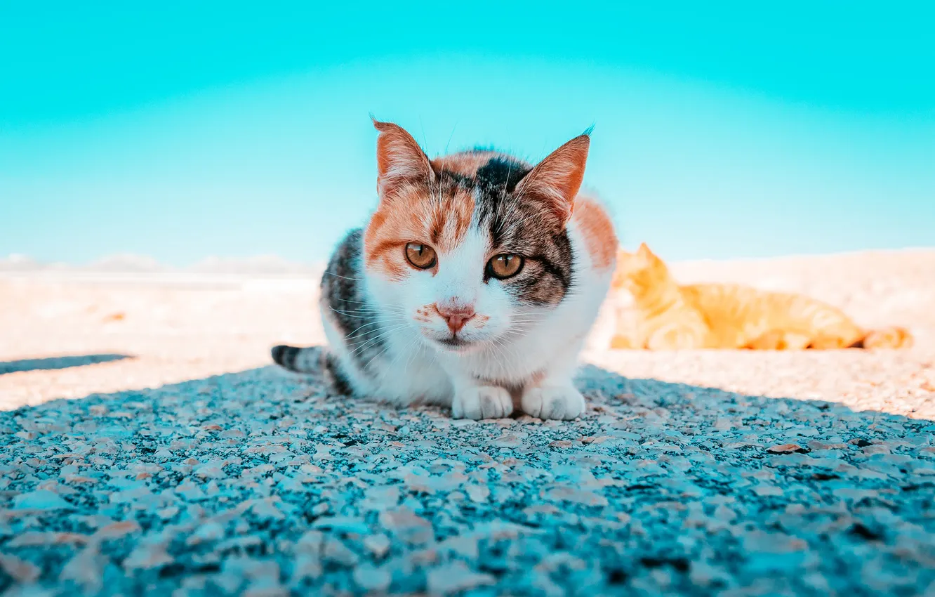 Wallpaper cat, cat, look, pose, stones, shore, face, blue background ...