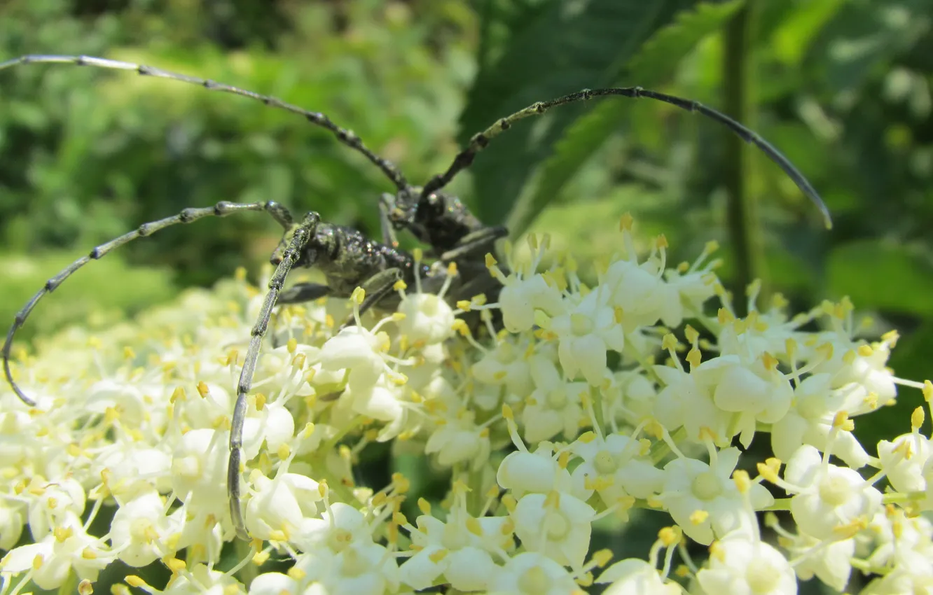 Wallpaper spring, elder, Bugs, flowering elderberry for mobile and ...