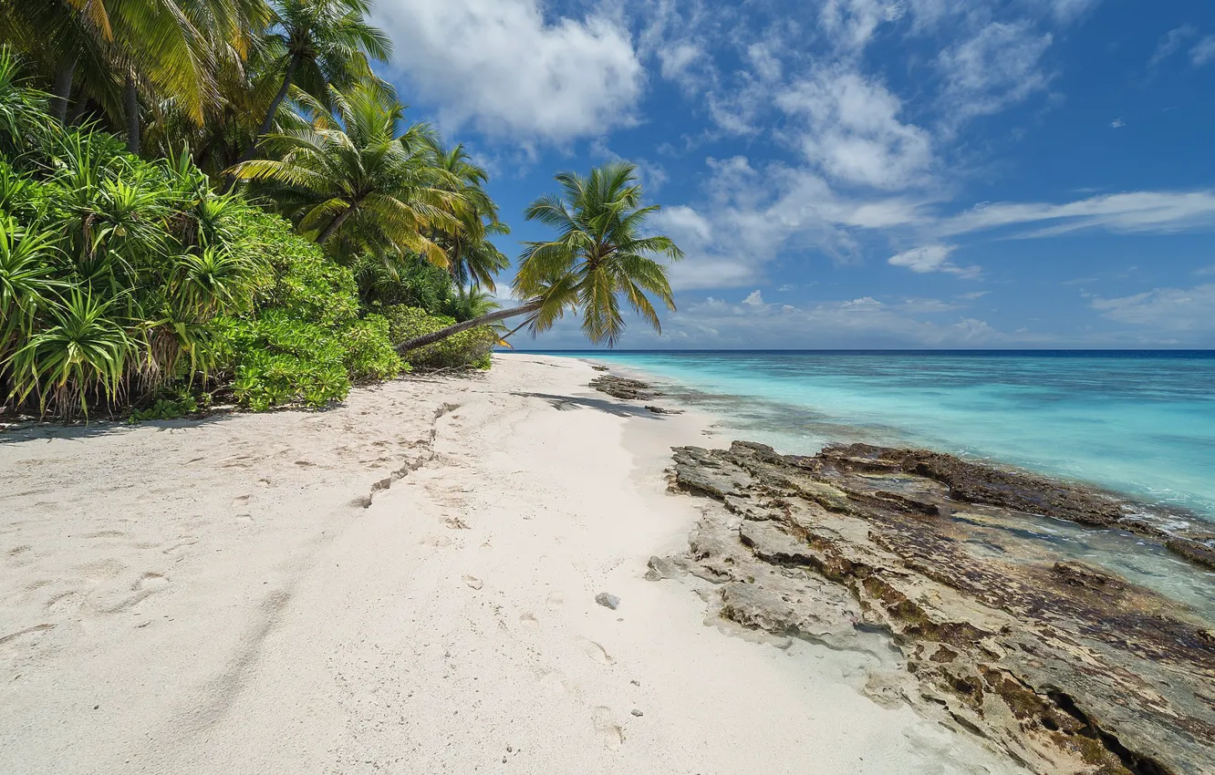 Wallpaper sea, beach, landscape, tropics, palm trees, blue water for ...