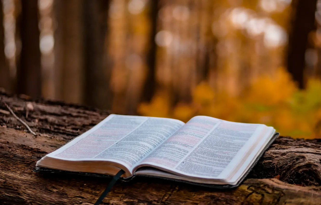 Wallpaper love, wood, autumn, tree, Christian, God, Bible, Jesus for ...