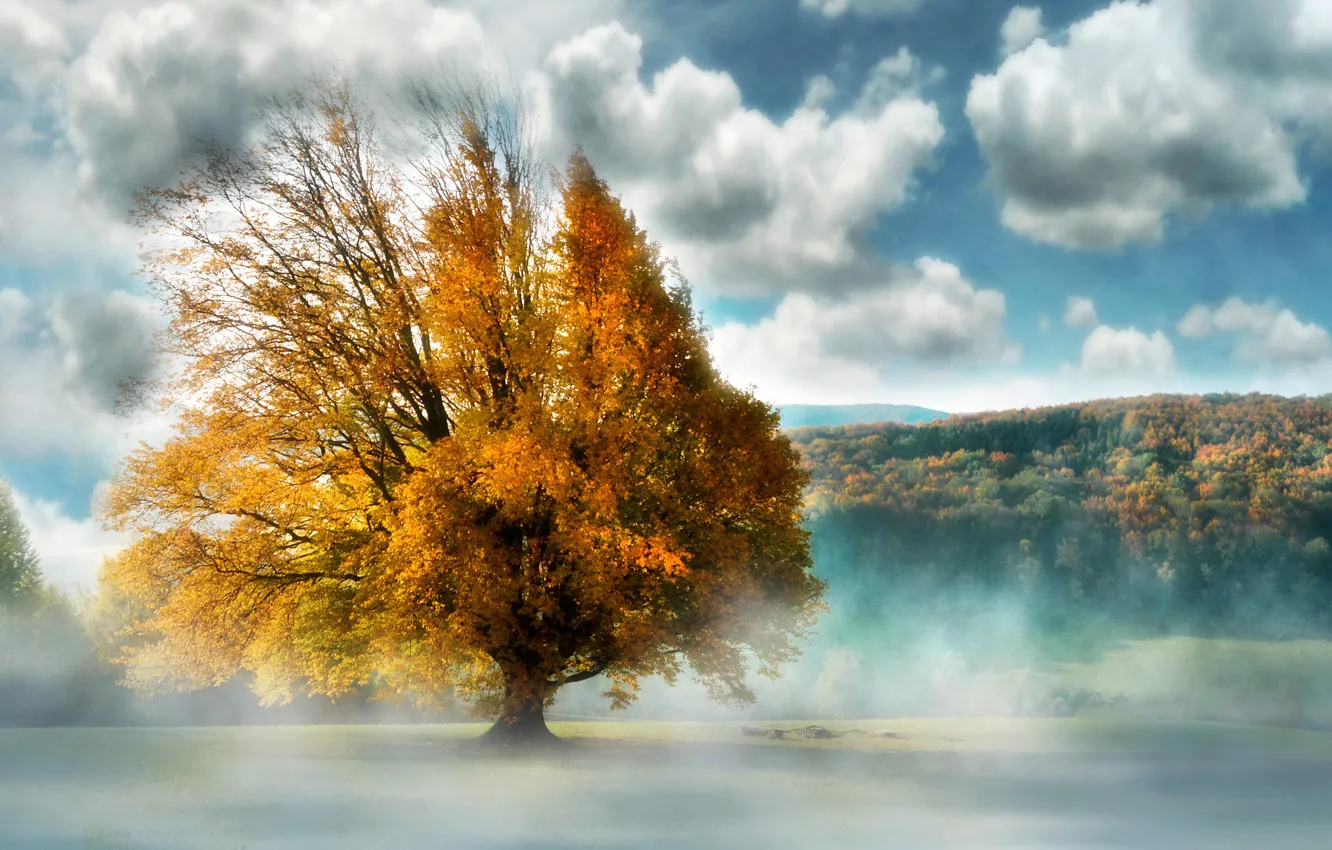 Wallpaper trees, landscape, fog for mobile and desktop, section природа ...