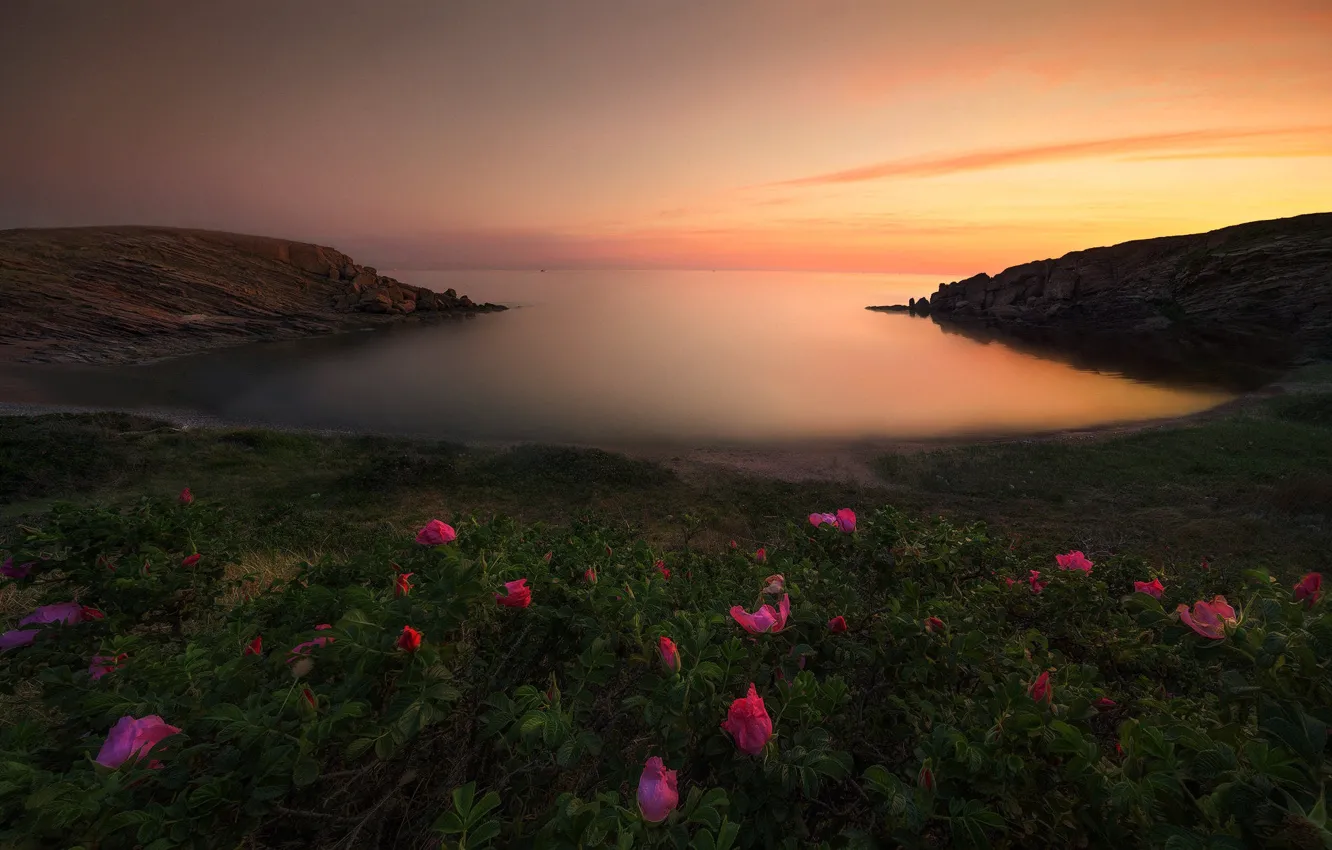 Wallpaper the sky, sunset, flowers, fog, dawn, shore, roses, the ...