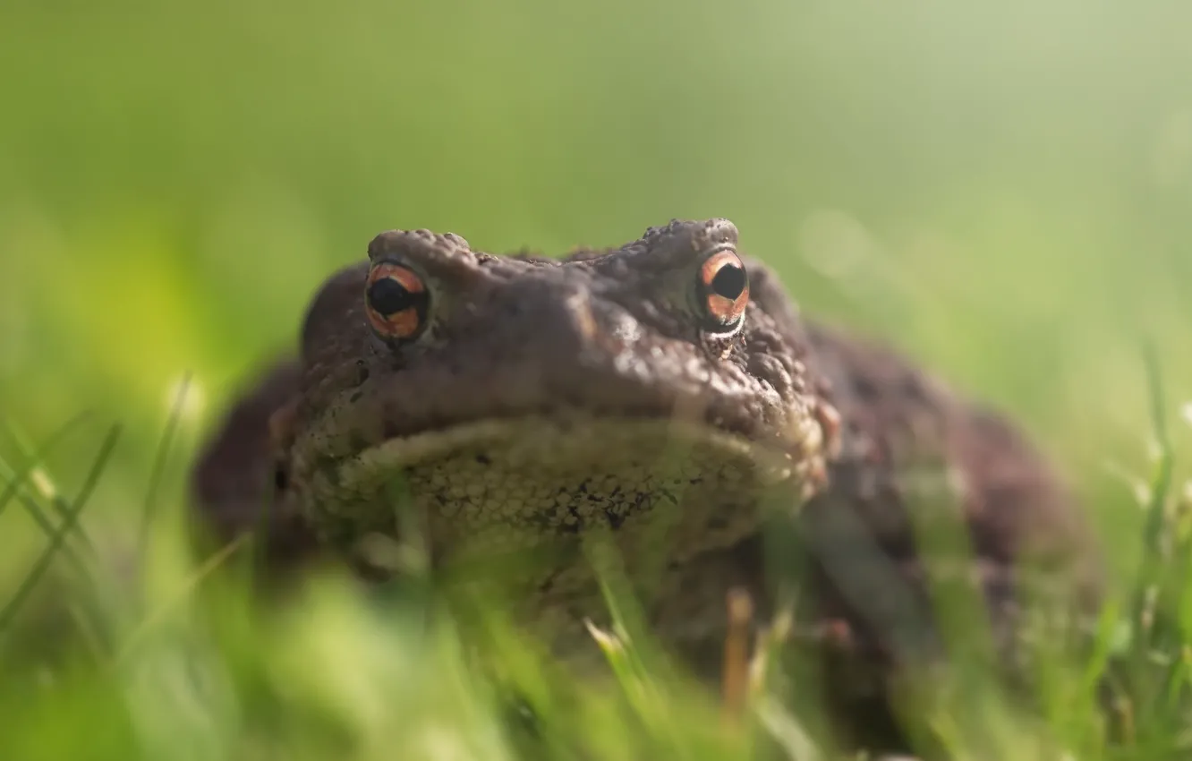 Wallpaper nature, background, frog for mobile and desktop, section ...