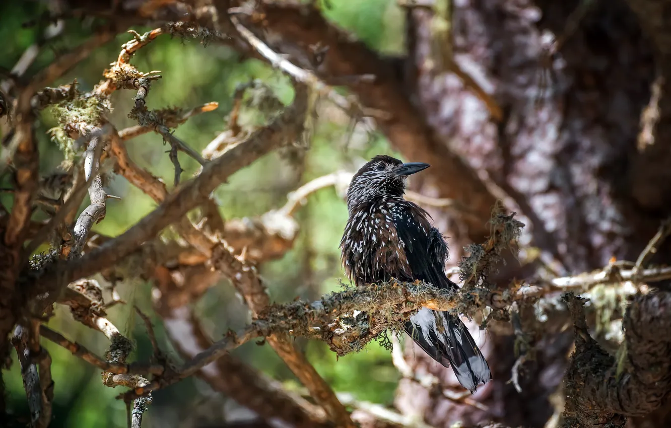 Wallpaper nature, tree, bird images for desktop, section животные ...