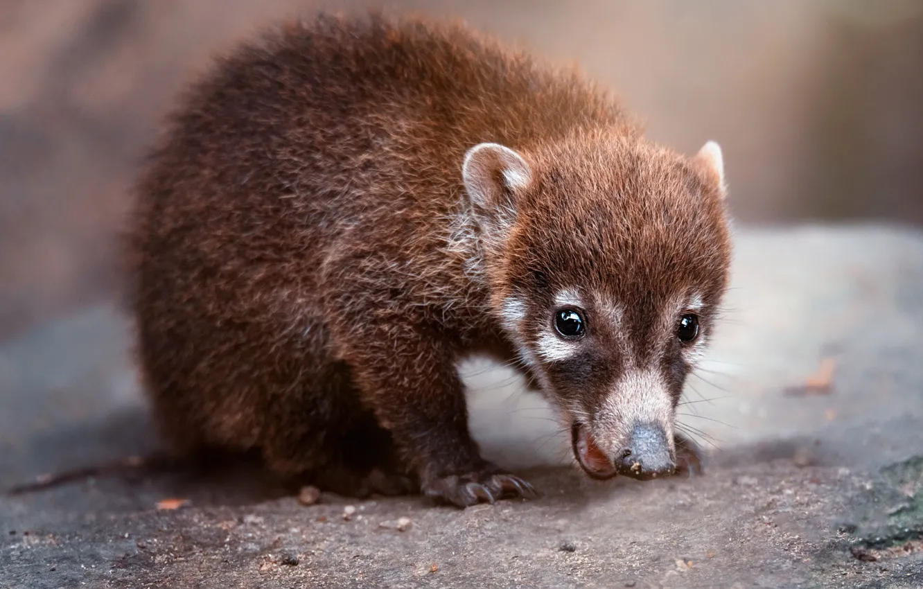 Wallpaper look, background, baby, muzzle, cub, coati, the coati for ...