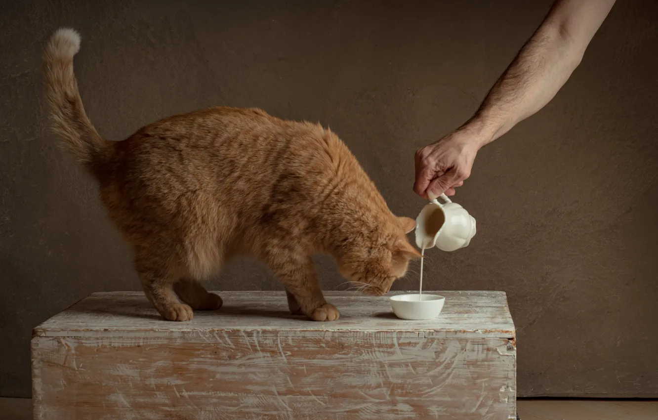 Wallpaper cat, cat, pose, hands, milk, red, pitcher, the owner for ...