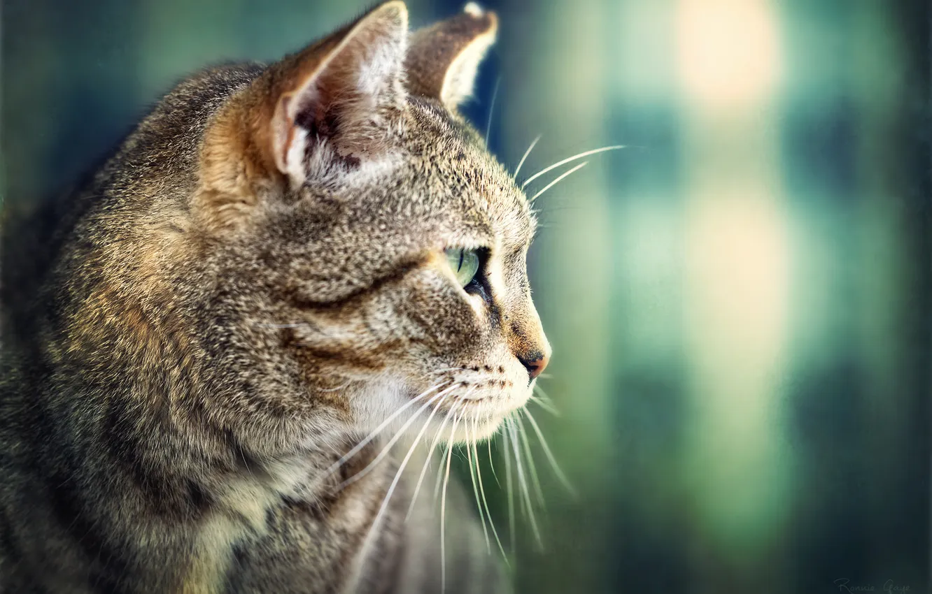 Wallpaper cat, cat, profile for mobile and desktop, section кошки ...