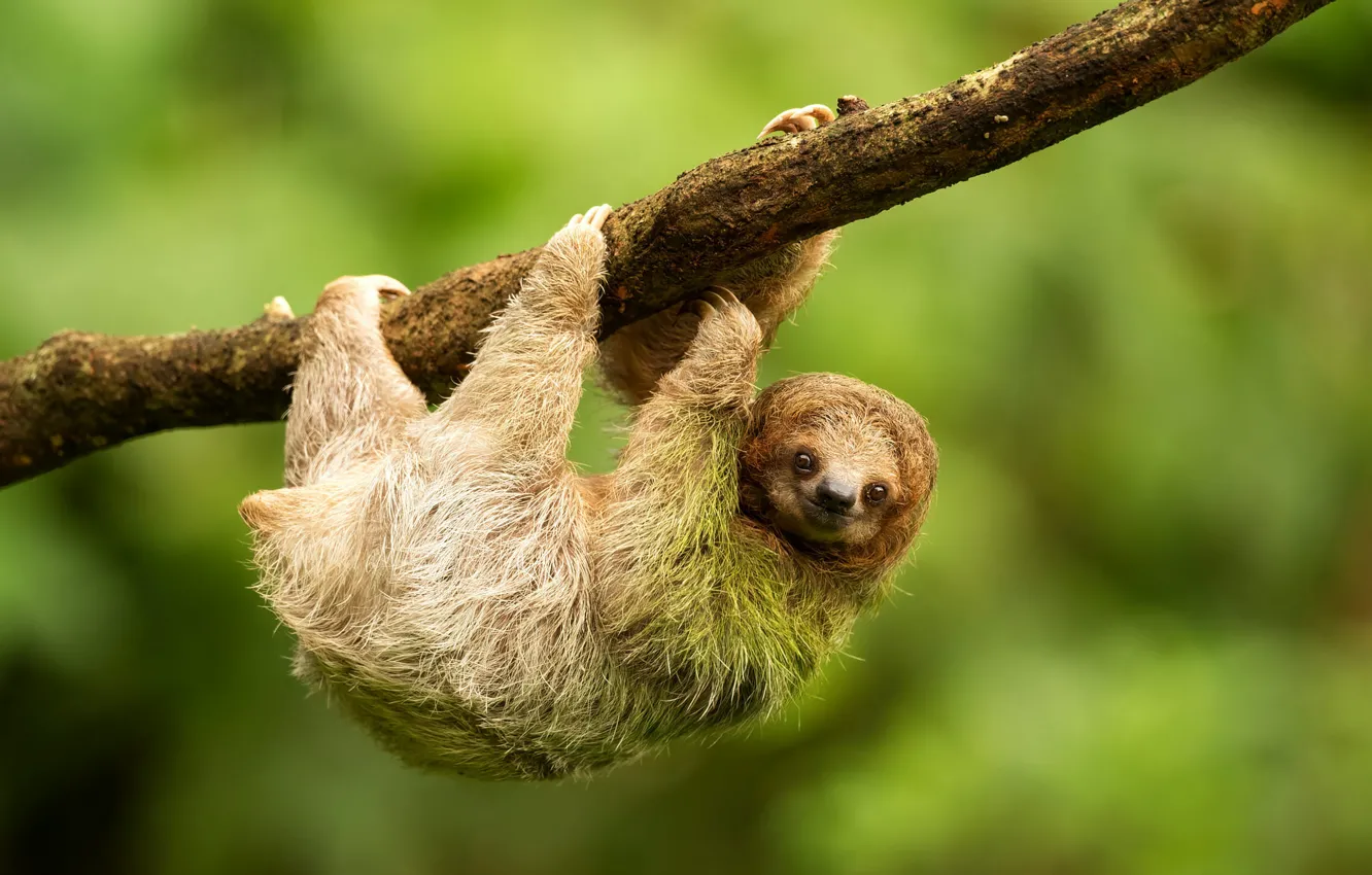 Wallpaper branches, pose, sloth for mobile and desktop, section ...