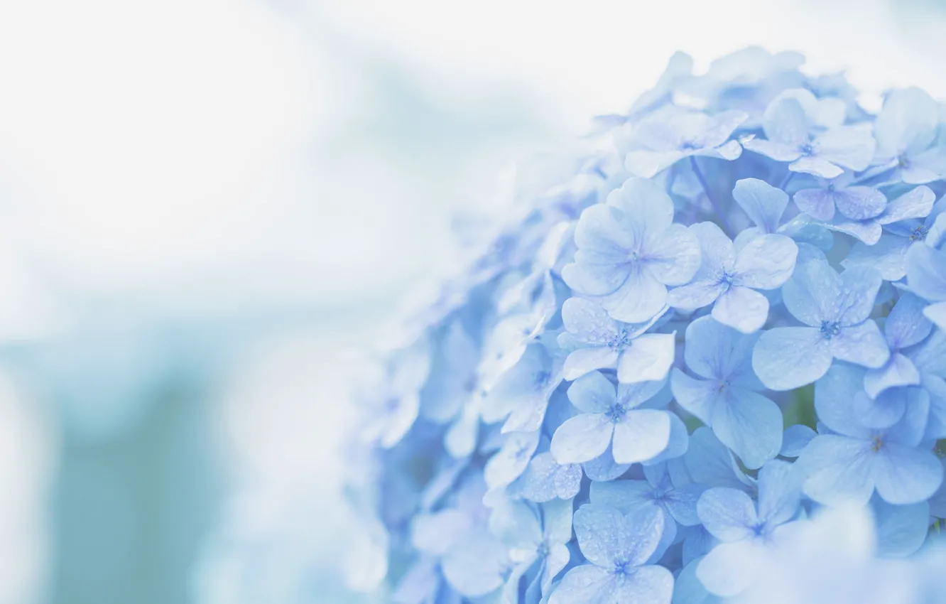Wallpaper drops, flowers, blue, gentle, light background, bokeh ...