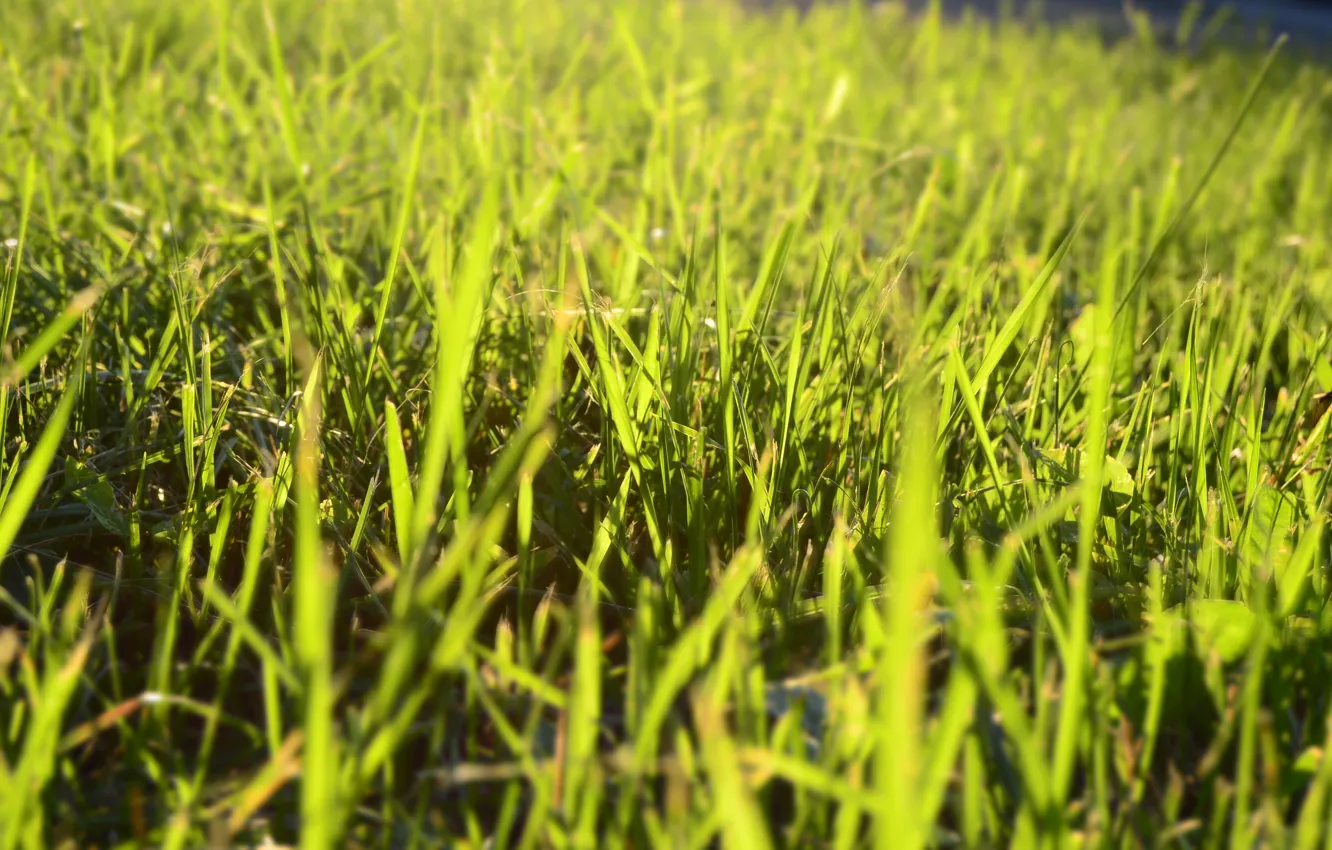 Wallpaper Greens Summer Grass The Sun For Mobile And Desktop