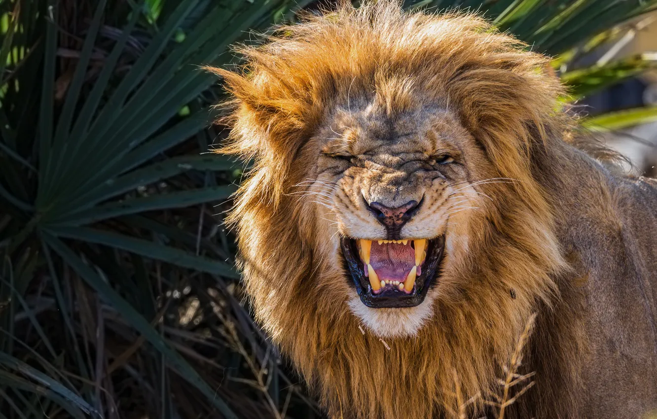 Wallpaper lion, teeth, growl for mobile and desktop, section животные ...