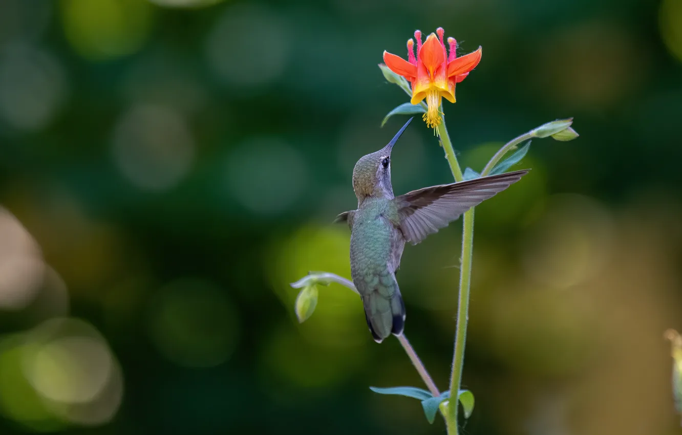 Wallpaper flight, flowers, red, glare, bird, stem, Hummingbird, bokeh ...