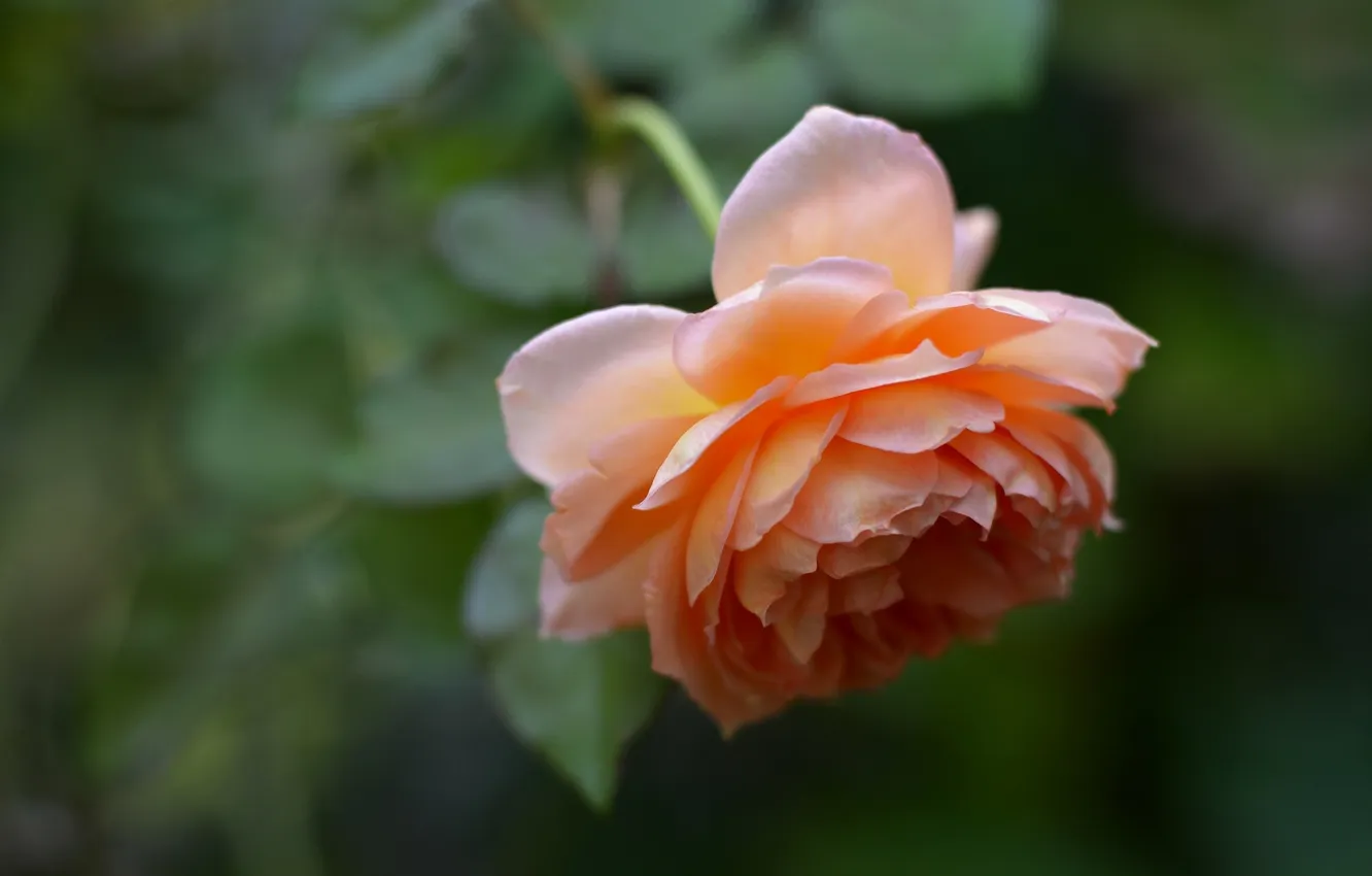 Wallpaper summer, flowers, roses for mobile and desktop, section цветы ...