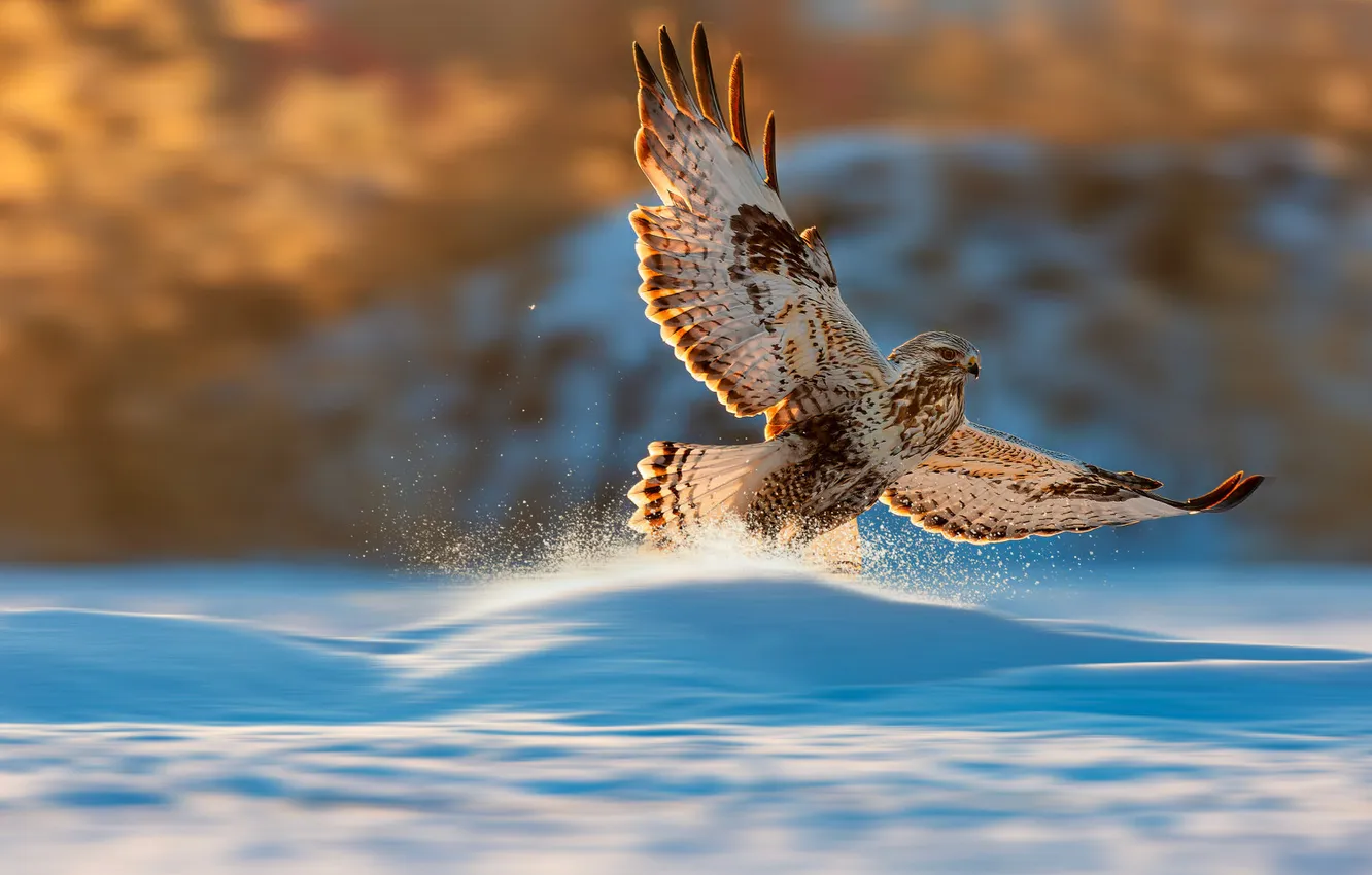 Wallpaper winter, field, light, snow, flight, nature, movement, bird ...