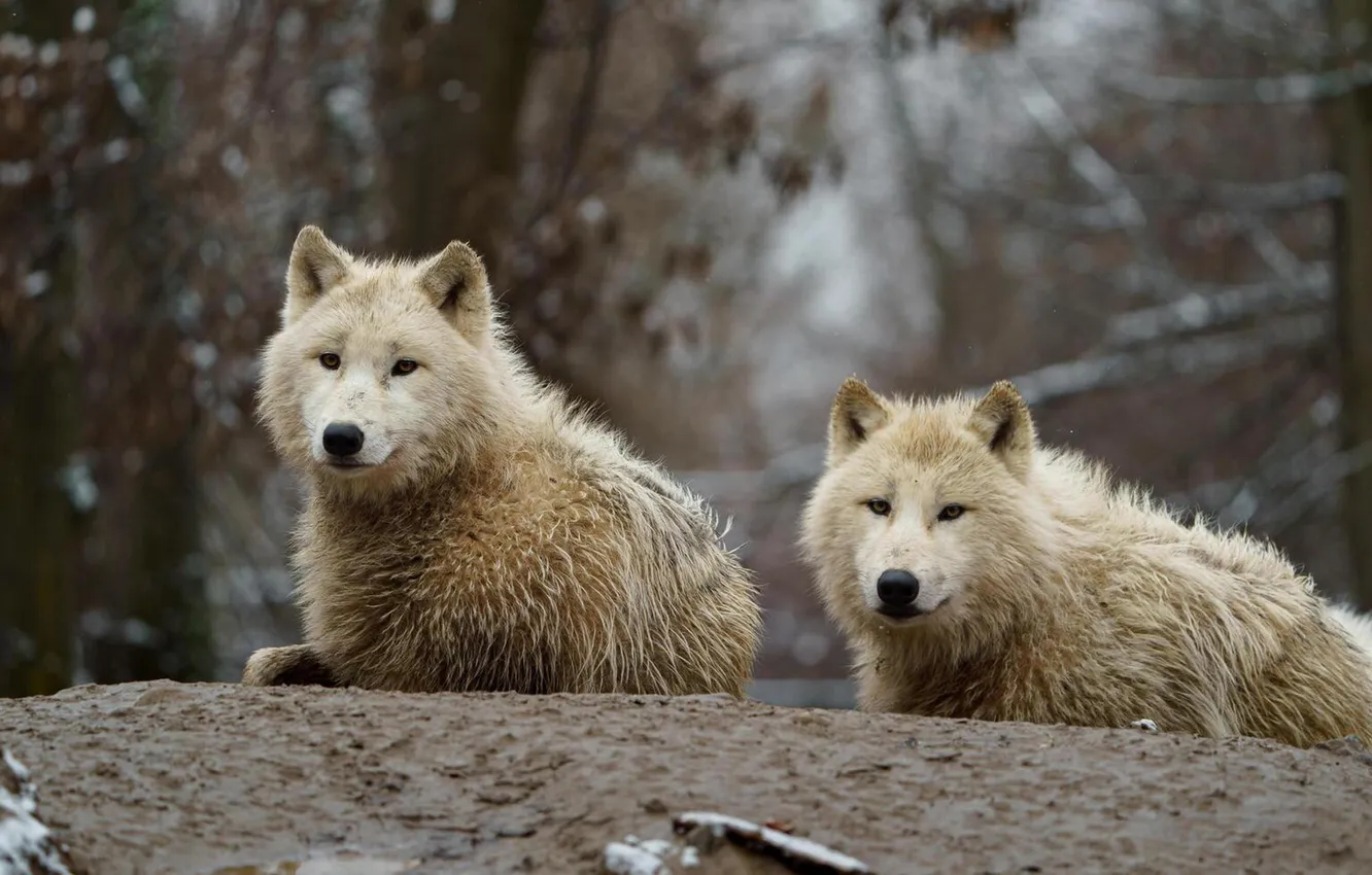Wallpaper nature, face, animal, wolf, wildlife, head, fur, mammal for ...