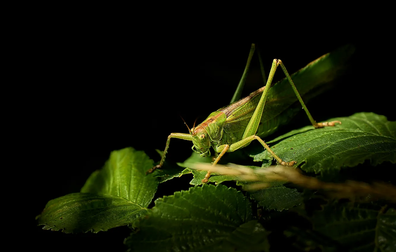 Wallpaper leaves, macro, light, green, insect, grasshopper, black ...
