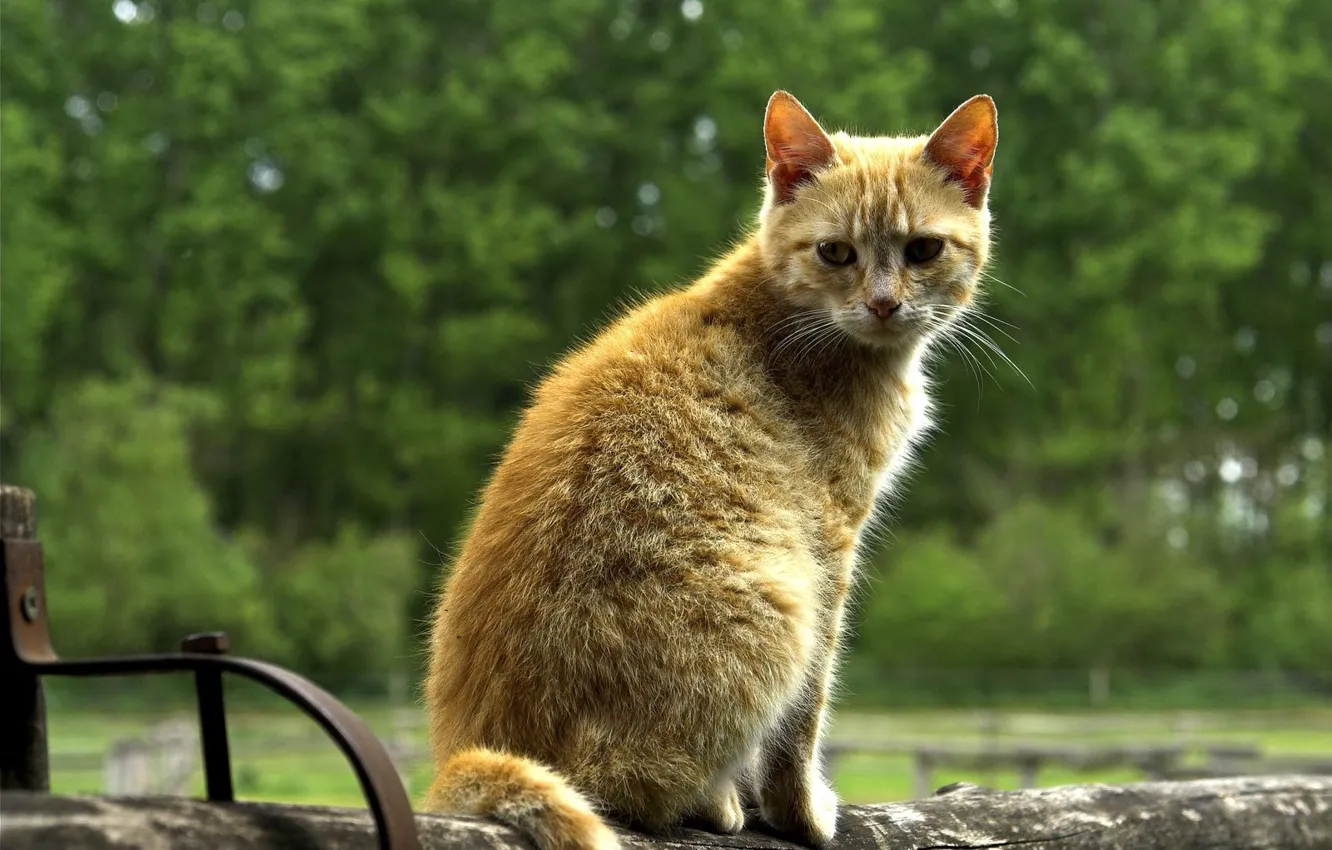 Wallpaper Koshak, cute, fence :-) for mobile and desktop, section кошки ...