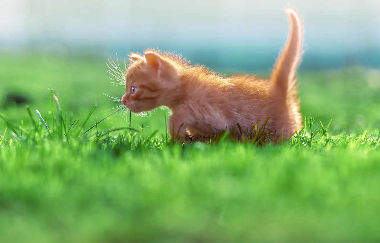 Wallpaper grass, baby, muzzle, red, kitty, ponytail, Victor Kholudeev ...