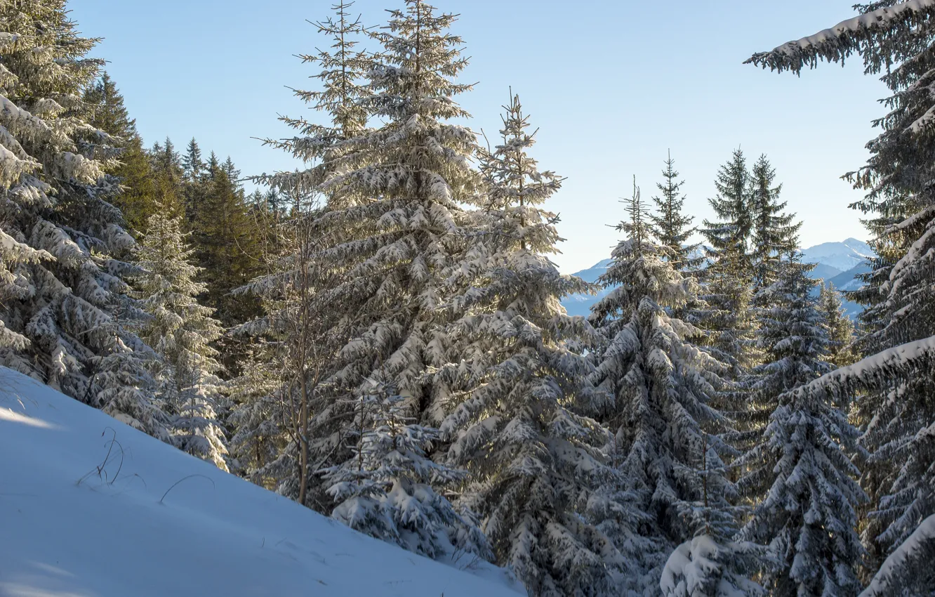 Wallpaper winter, frost, forest, the sky, snow, trees, mountains ...