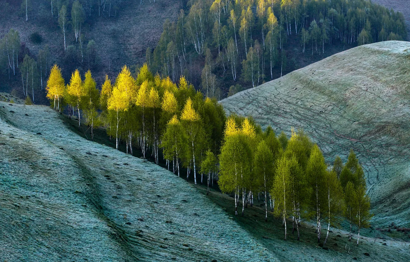 Wallpaper summer, trees, nature, hills, spring, slope for mobile and ...