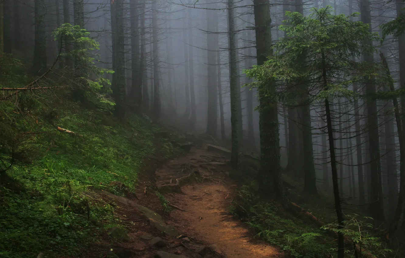 Wallpaper forest, trees, nature, fog, path for mobile and desktop ...