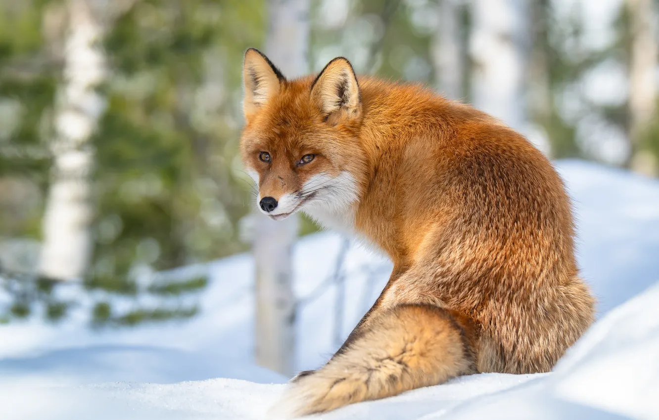Wallpaper winter, look, face, snow, Fox, red for mobile and desktop ...