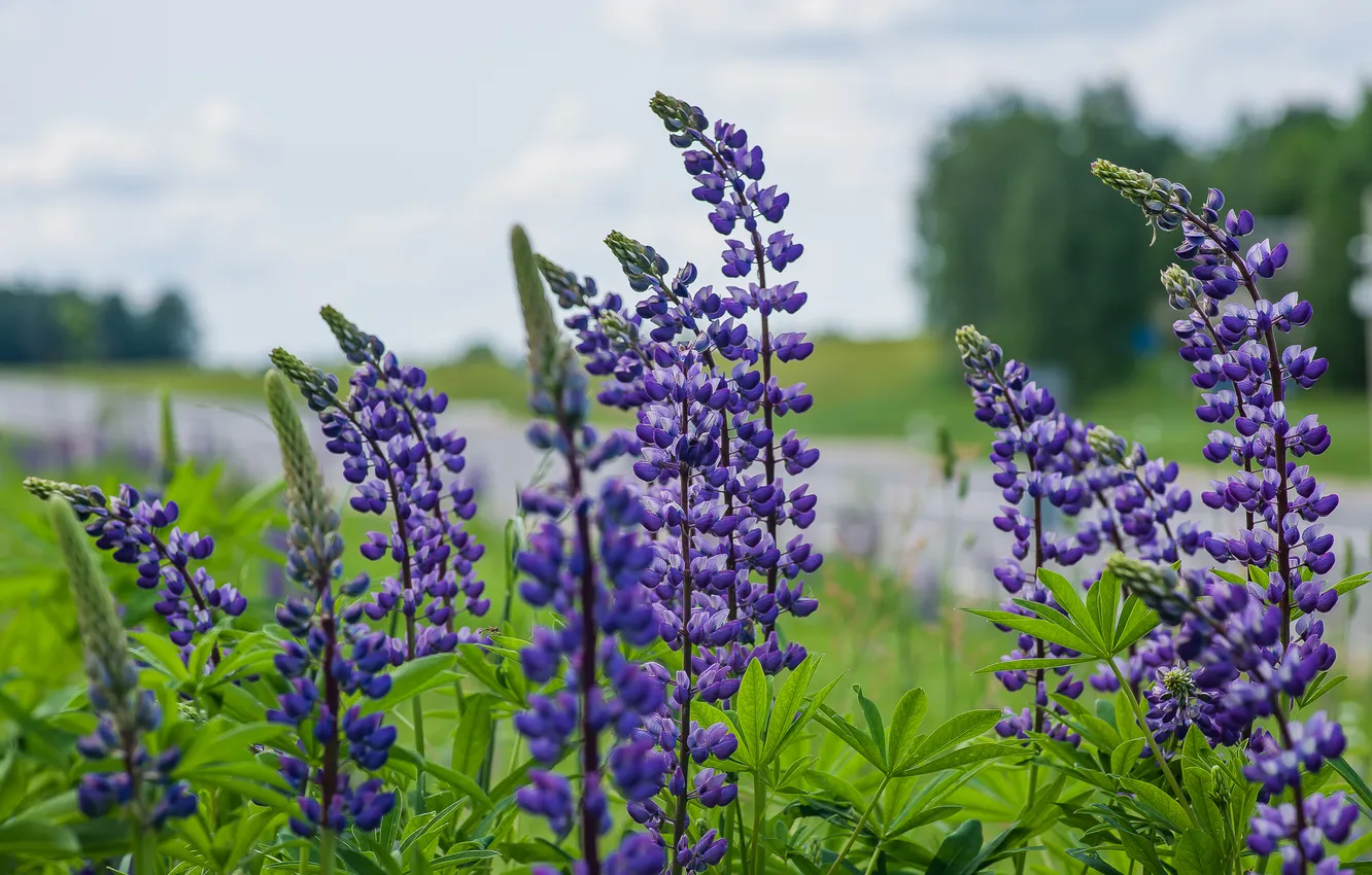 Wallpaper summer, nature, lupins, wildflowers for mobile and desktop ...
