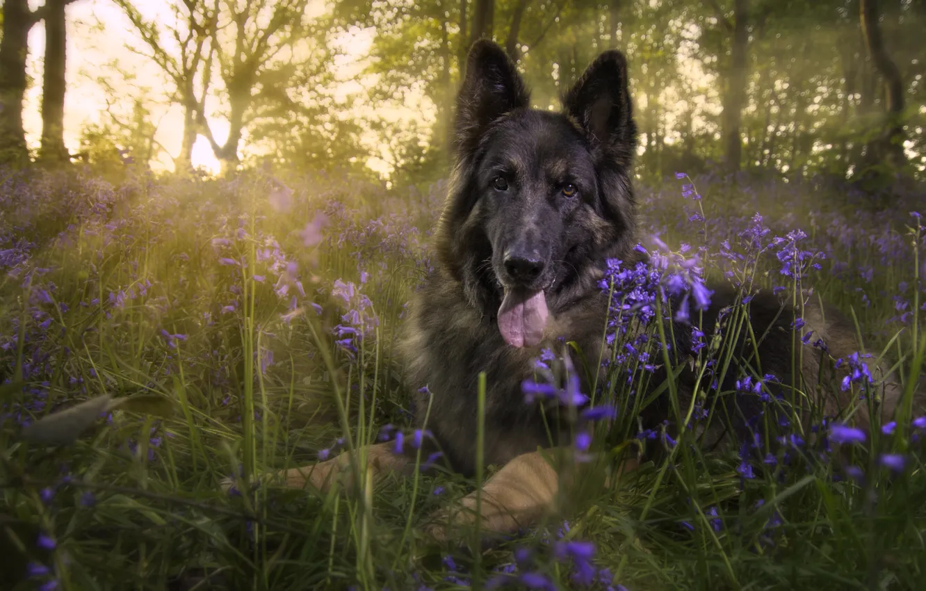 Wallpaper look, flowers, glade, dog, bells, shepherd, German shepherd ...