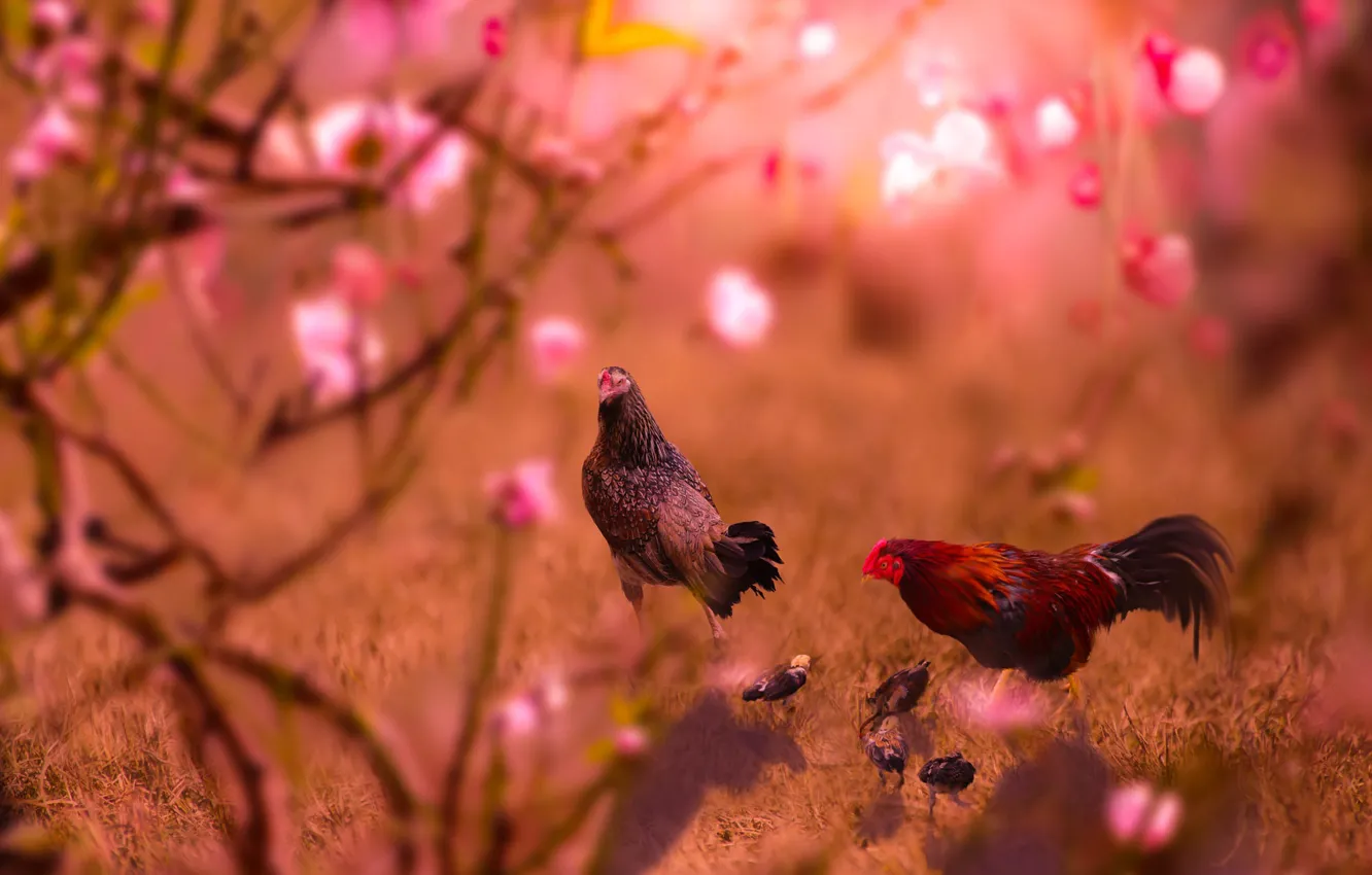 Wallpaper Birds Glade Cocks For Mobile And Desktop Section животные Resolution 2000x1333