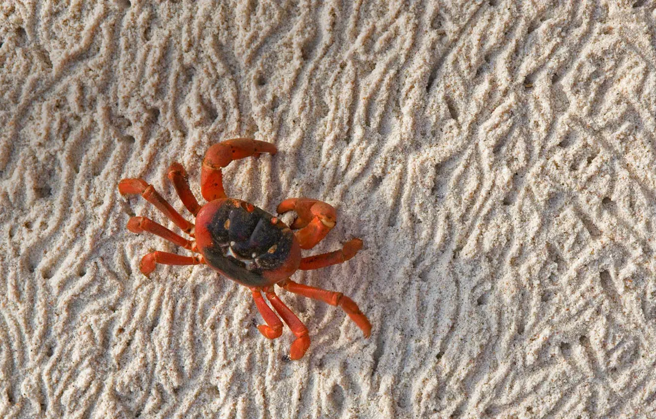 Wallpaper sand, crustaceans, red ground crab for mobile and desktop ...
