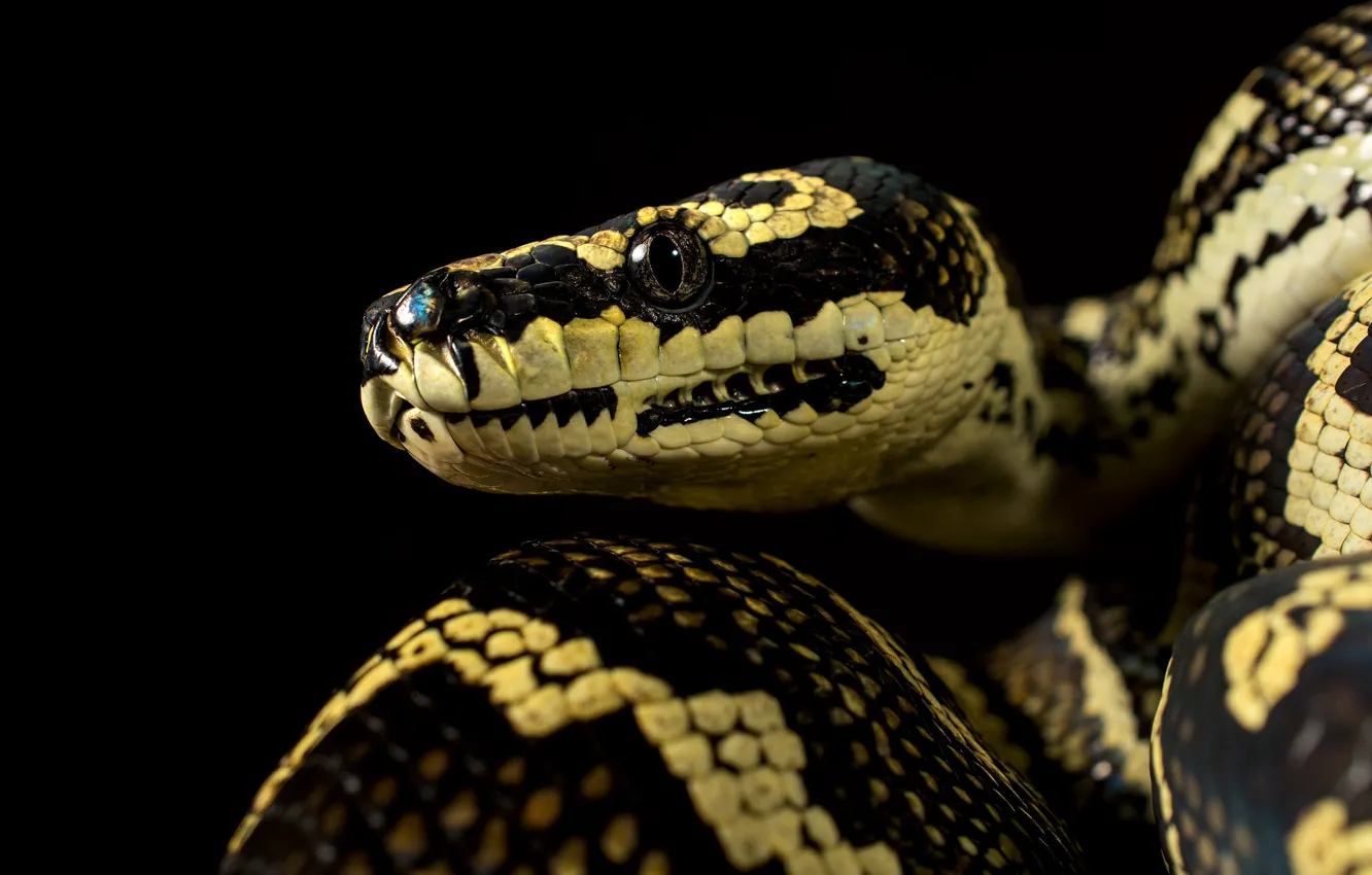 Wallpaper look, portrait, snake, Python, black background for mobile ...