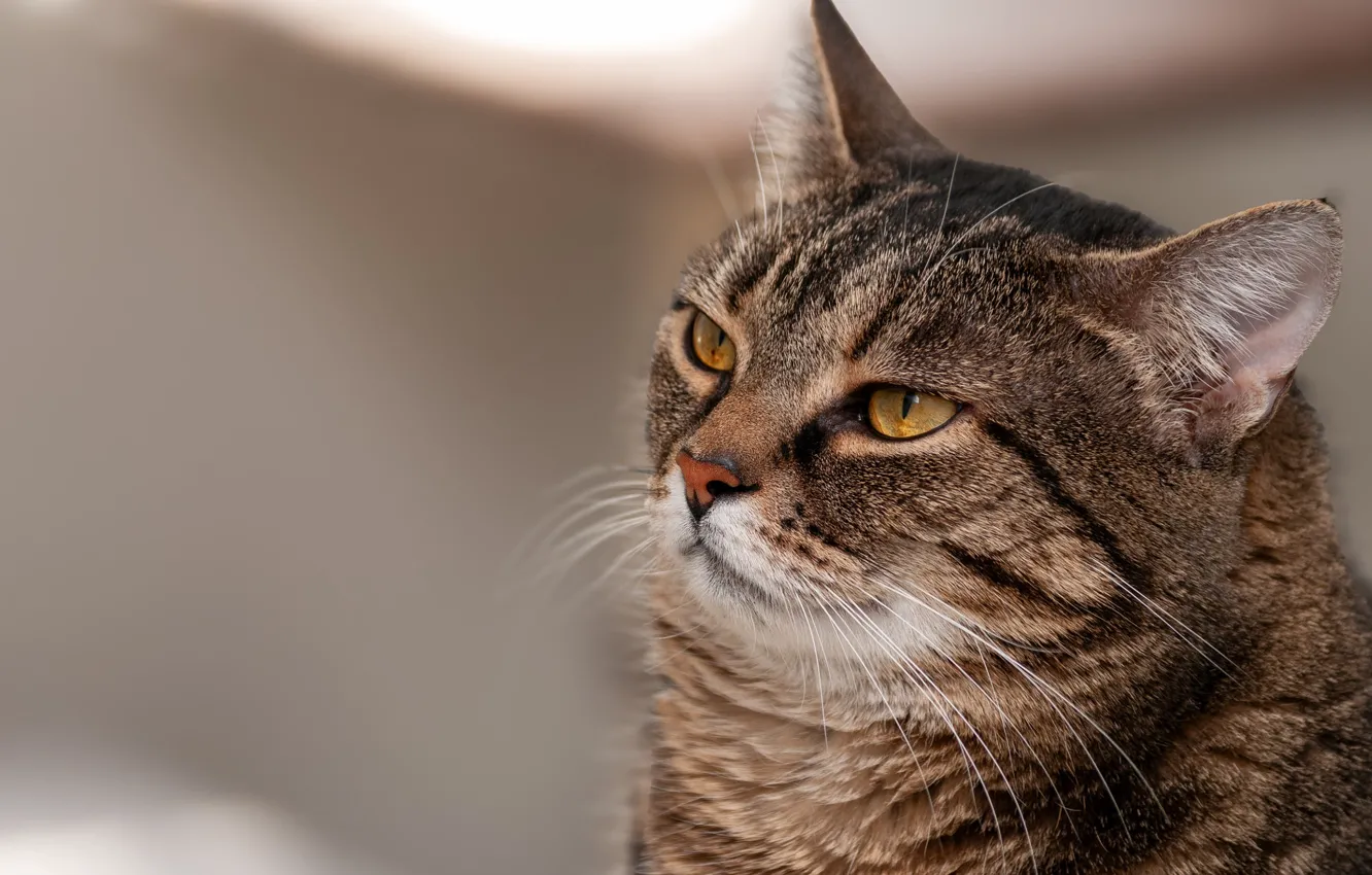 Wallpaper cat, cat, look, pose, face for mobile and desktop, section ...