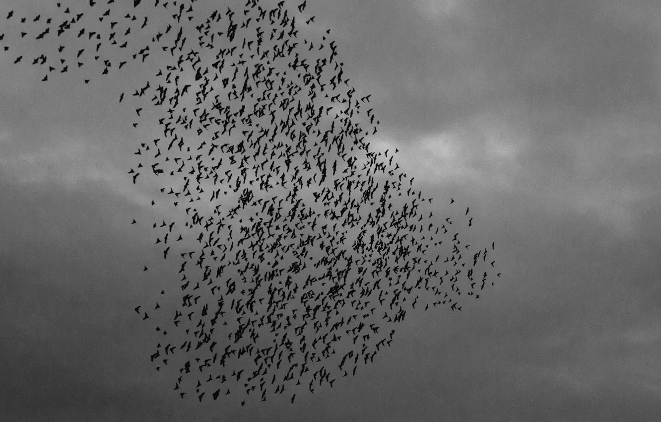 Wallpaper birds, power line, starlings for mobile and desktop, section ...