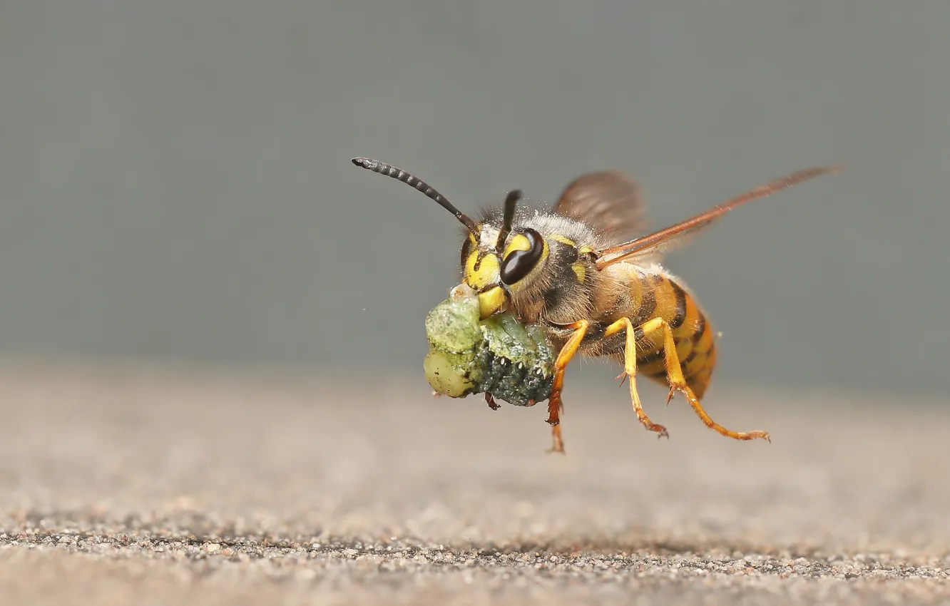 Wallpaper background, OSA, mining for mobile and desktop, section макро ...