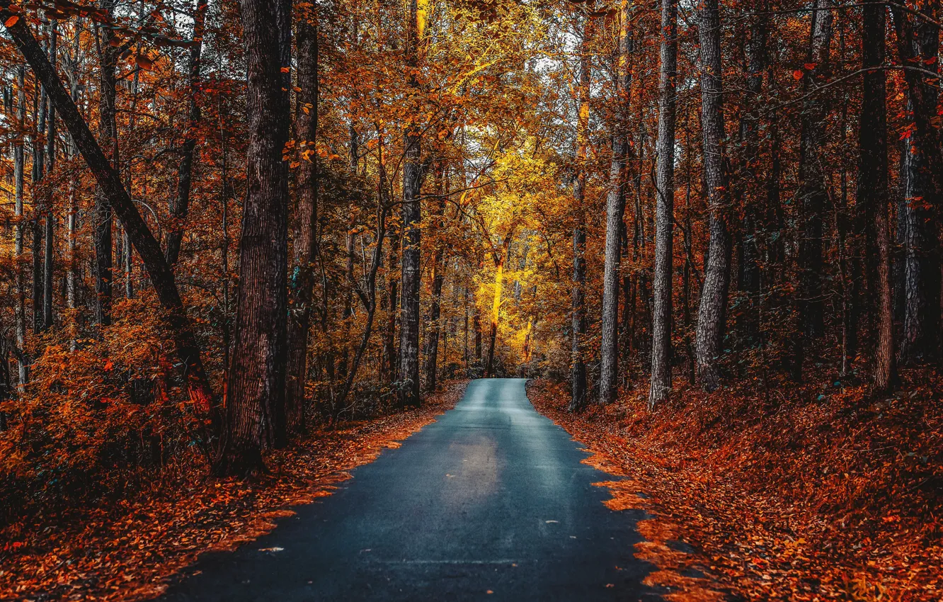 Wallpaper road, autumn, forest for mobile and desktop, section природа ...