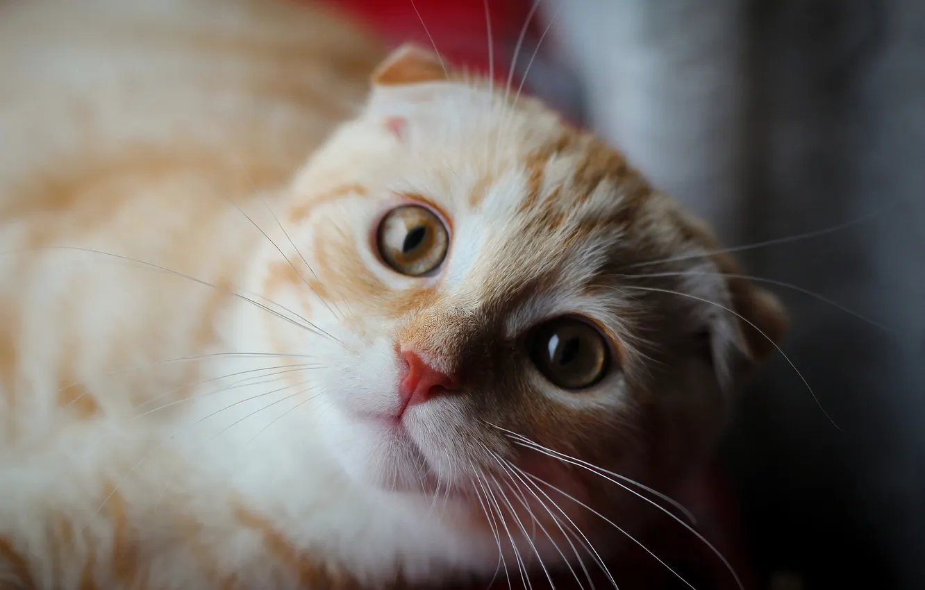 Wallpaper cat, cat, look, pose, kitty, face for mobile and desktop ...