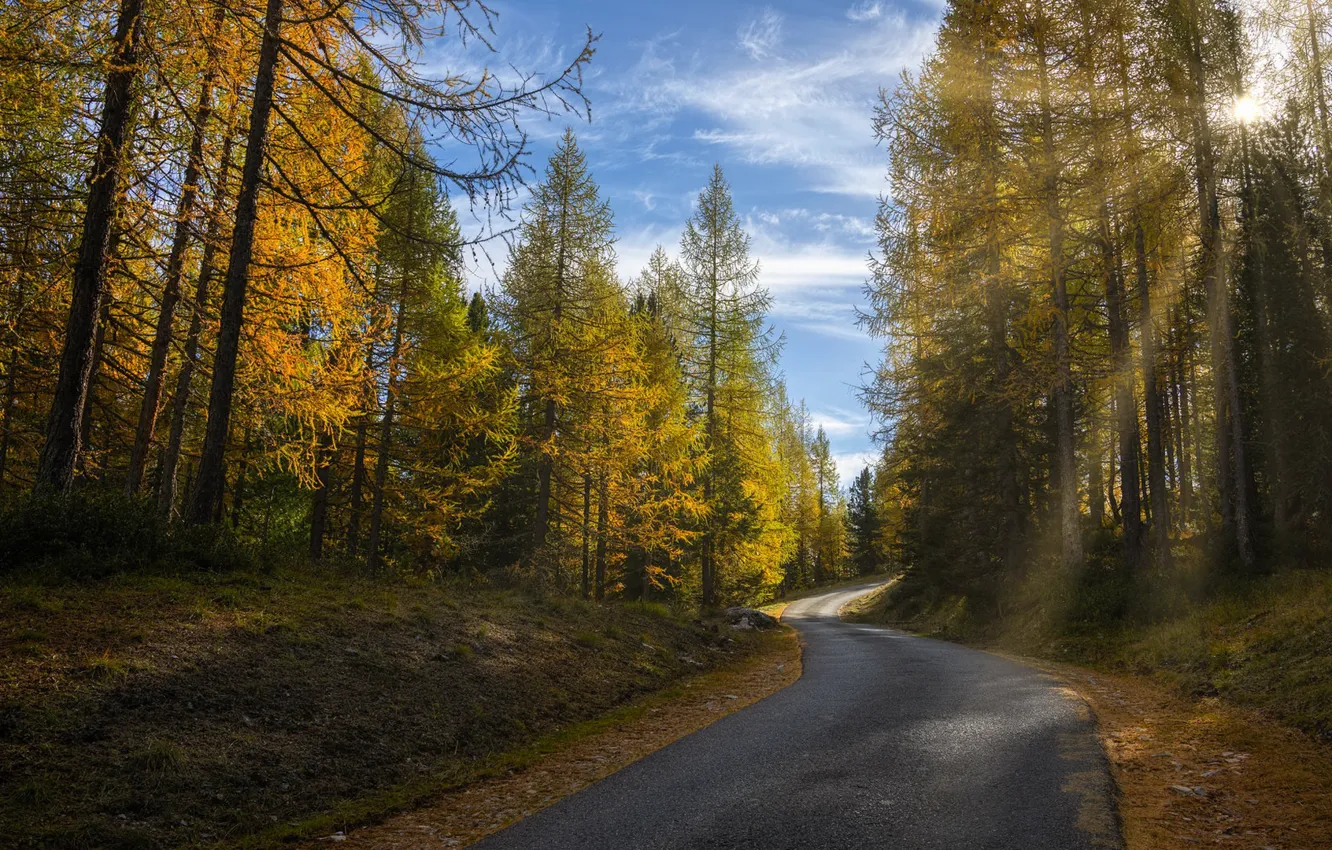 Wallpaper road, autumn, forest for mobile and desktop, section природа ...