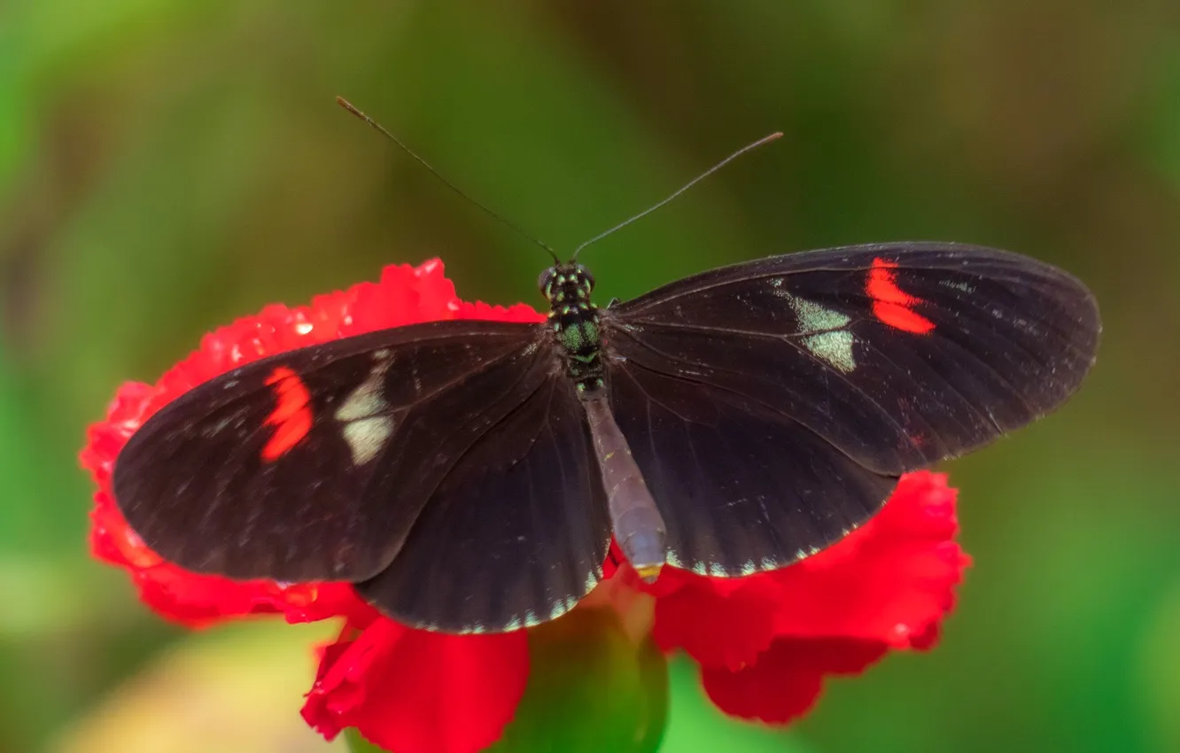 Wallpaper flower, butterfly, wings, closeup for mobile and desktop ...