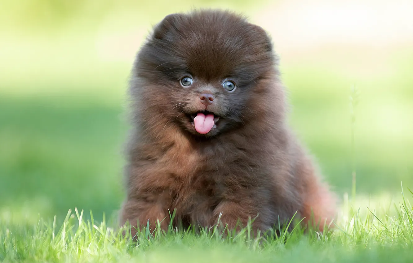 Wallpaper language, grass, look, background, dog, fluffy, baby, muzzle ...